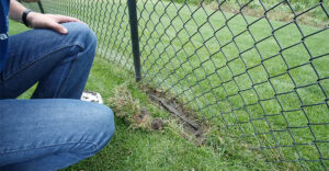 How To Prevent Grass and Weeds from Growing Under Chain Link Fence?