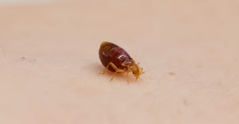 Keep Your Apartment Flea-Free: Simple Tricks That Work