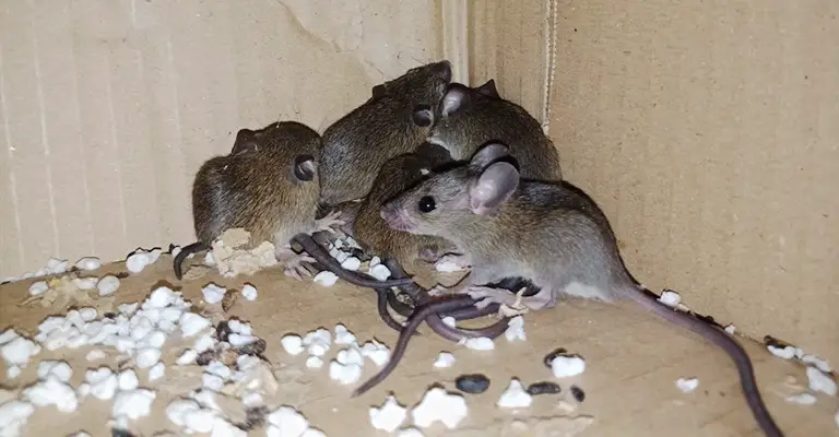 How Do I Get Rid Of Mice In Ceiling Without Access?