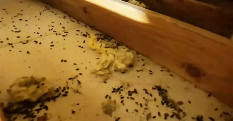 How Do I Get Rid Of Mice In Ceiling Without Access?