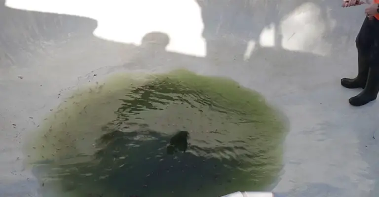 What To Do When Pool Loses Water Overnight?