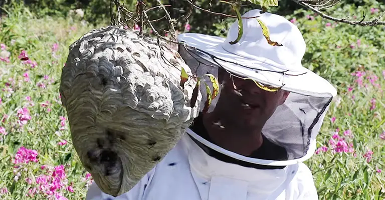 How To Tell If a Wasp Nest Is Active & What to Do About It?