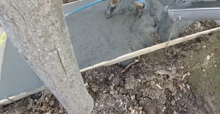 I Poured Concrete Over Tree Roots Accidentally, What Do I Do?