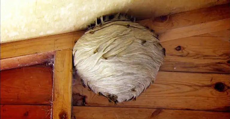 How To Tell If A Wasp Nest Is Active And What To Do About It