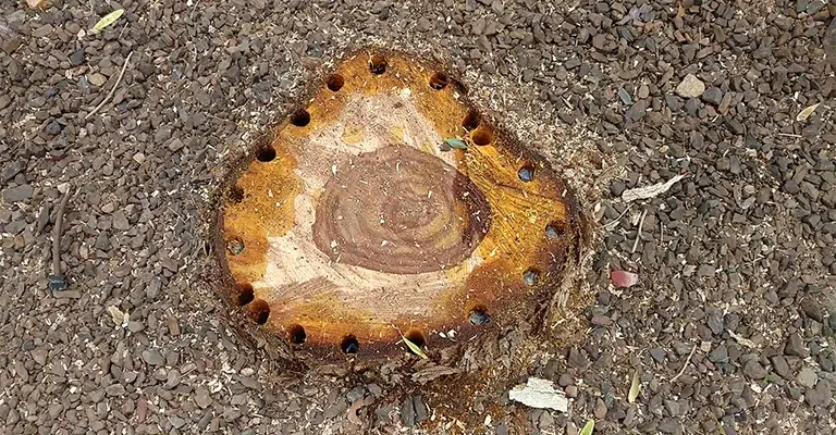 I Poured Concrete Over Tree Roots Accidentally, What Do I Do?