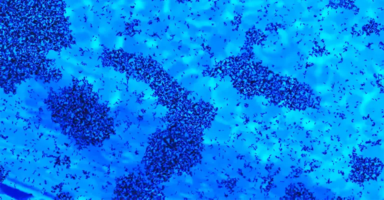 Flying Termites In Pool After Rain, What Do I Do!