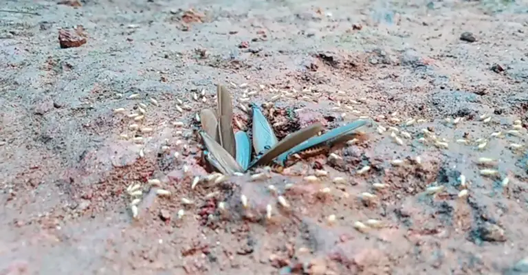 Flying Termites In Pool After Rain, What Do I Do!