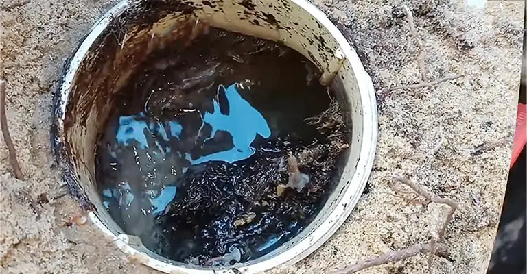 Common Symptoms Of Tree Roots In Sewer Line Explained