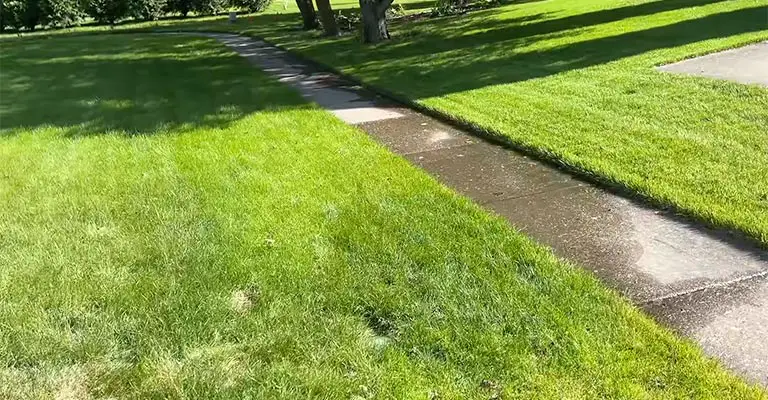 Common Symptoms Of Tree Roots In Sewer Line Explained